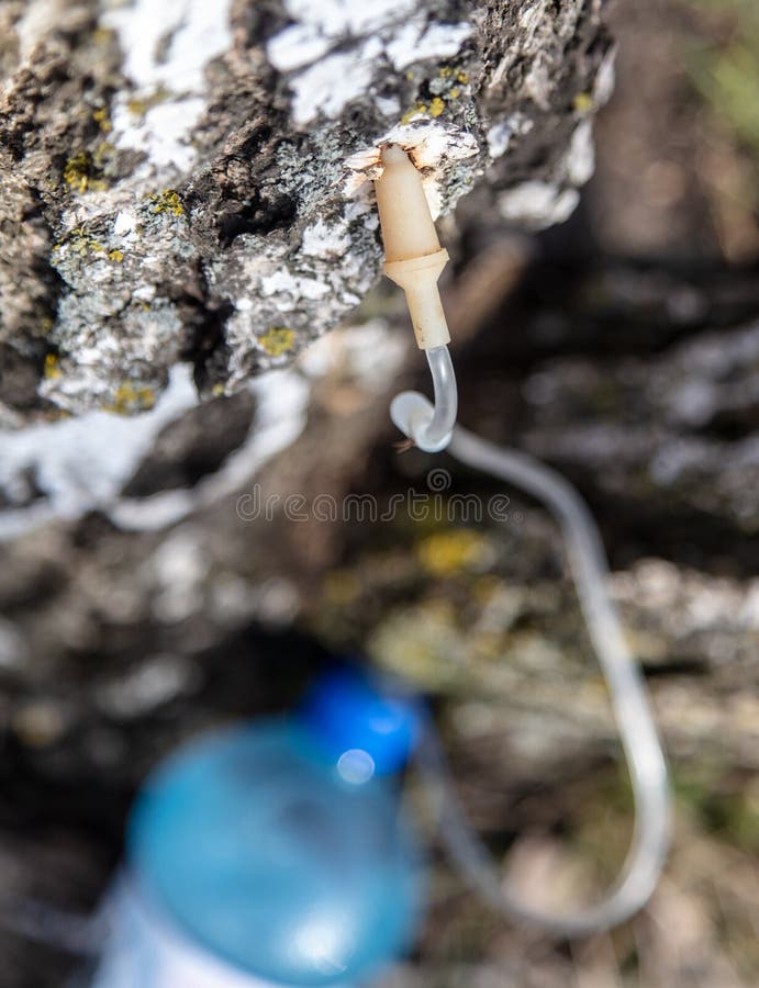 Collection of Birch Sap from the Bark Stock Image - Image of plant ...