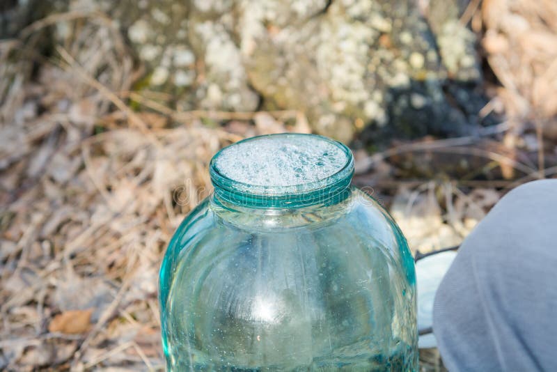 Collection of Birch Sap. Collect Juice from Birch. Man Collect the ...