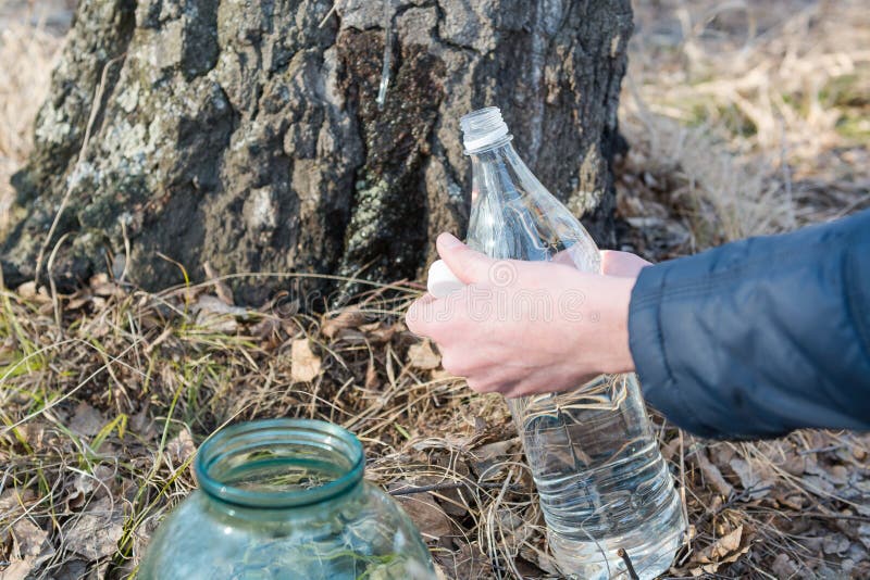Collection of Birch Sap. Collect Juice from Birch. Man Collect the ...
