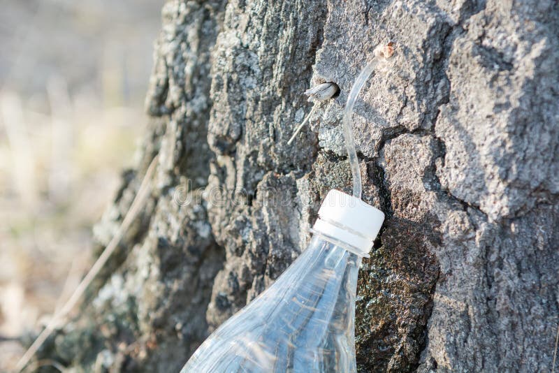 Collection of Birch Sap. Collect Juice from Birch. Man Collect the ...