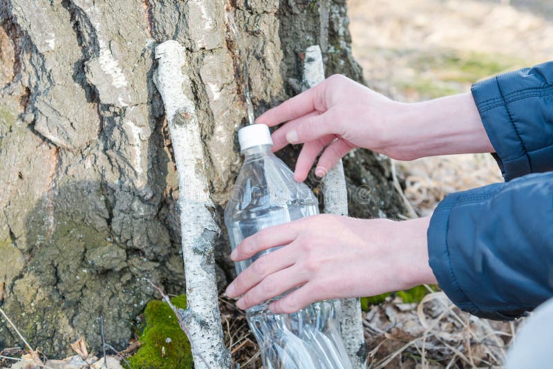 Collection of Birch Sap. Collect Juice from Birch. Man Collect the ...