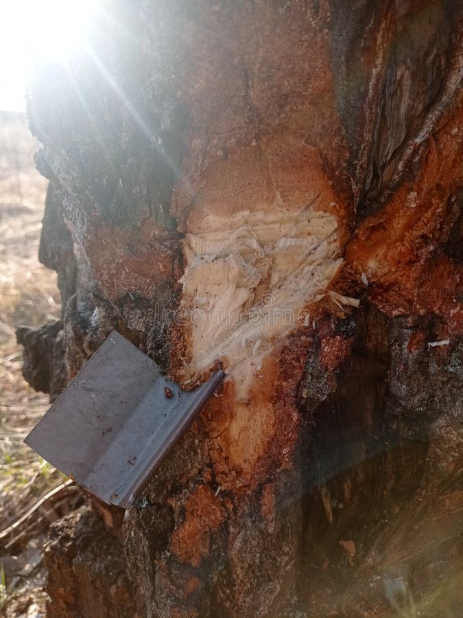 Collection of birch sap stock photo. Image of harvesting - 273826770