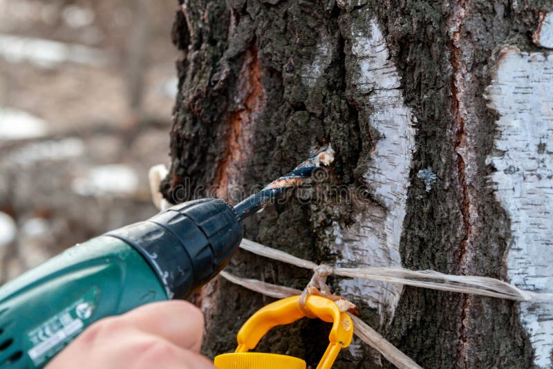 Collection of birch sap stock image. Image of drop, nature - 209112103
