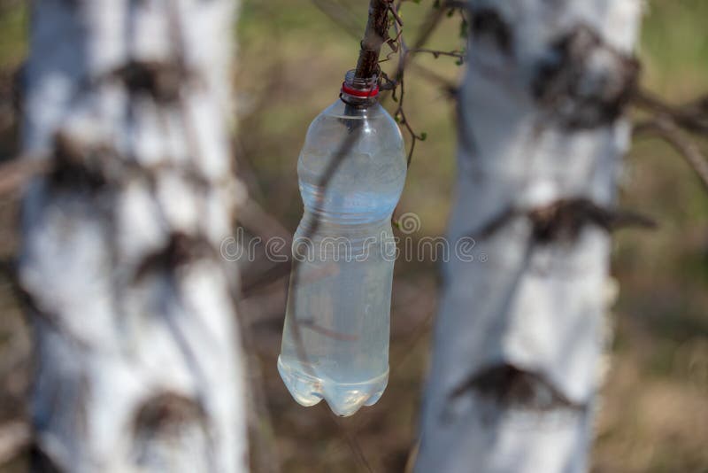 Collection of Birch Sap in a Plastic Bottle Stock Photo - Image of ...