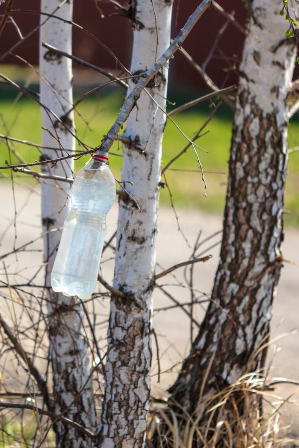 Collection of Birch Sap in a Plastic Bottle Stock Image - Image of ...