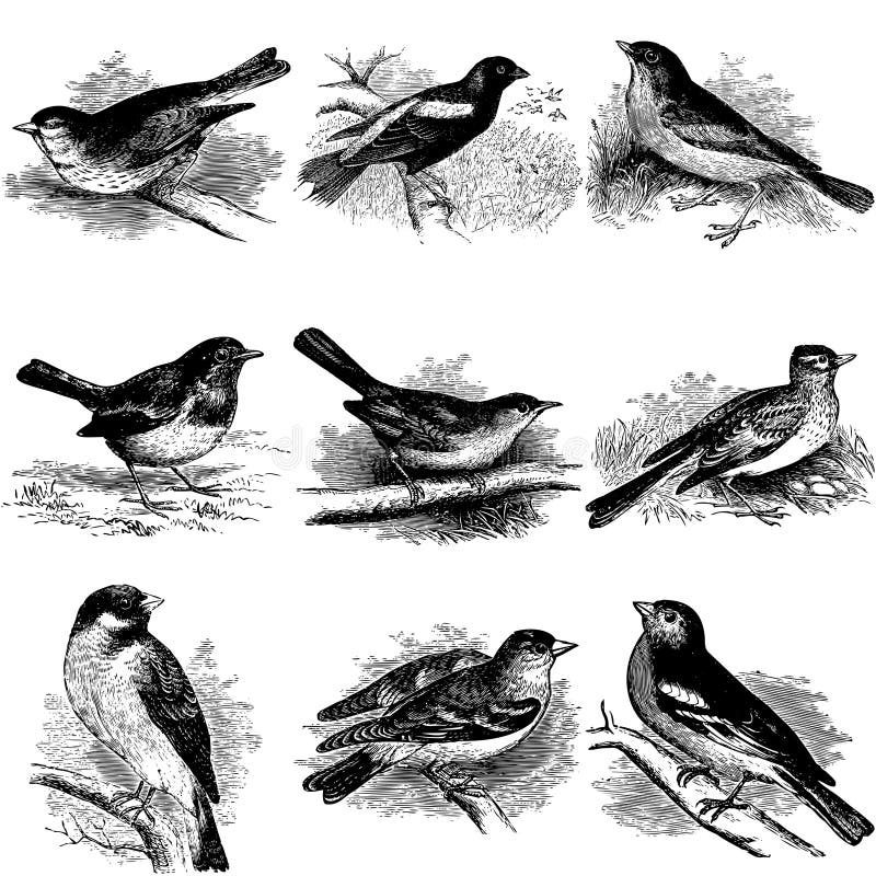 Collection of Bird Illustrations Stock Illustration - Illustration of ...