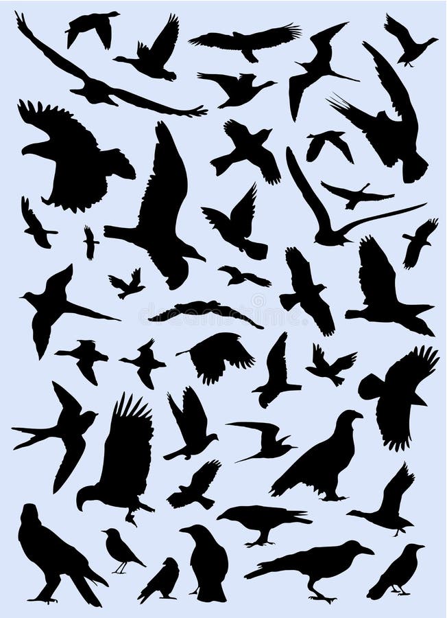 Collection of birds vector stock vector. Illustration of animal - 3590750
