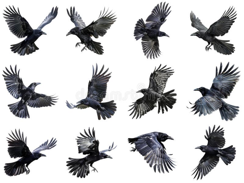 A Collection of Black Crows in Flight with Spread Wings Stock ...