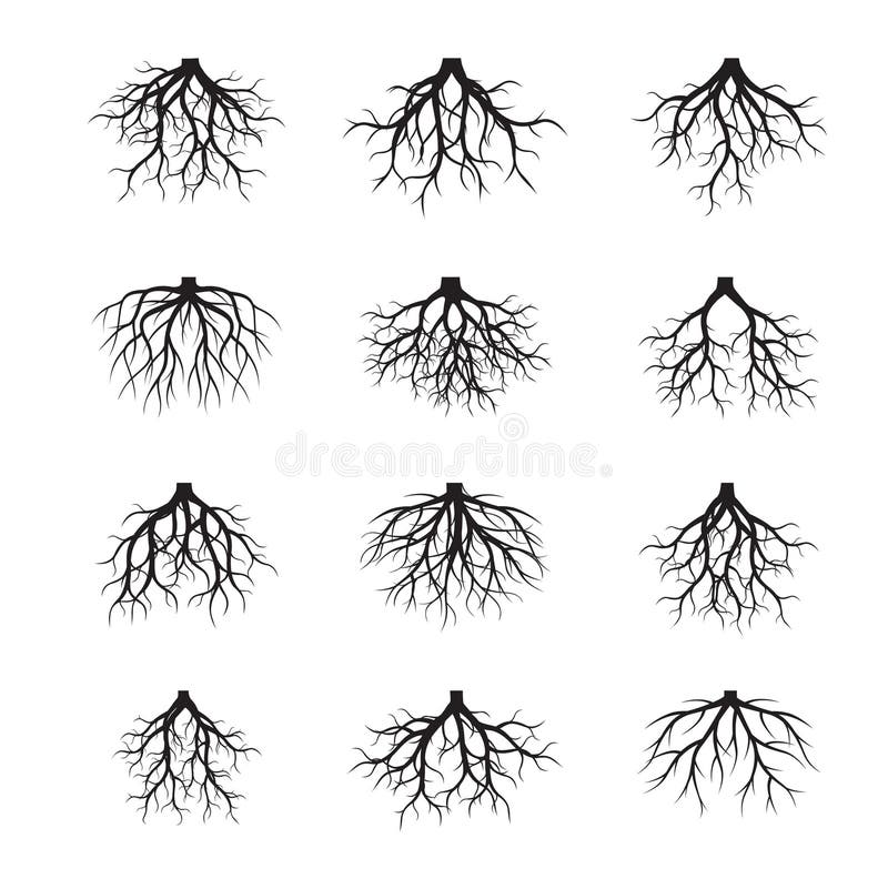 Set of Black Roots. Vector Illustration. Stock Vector - Illustration of ...