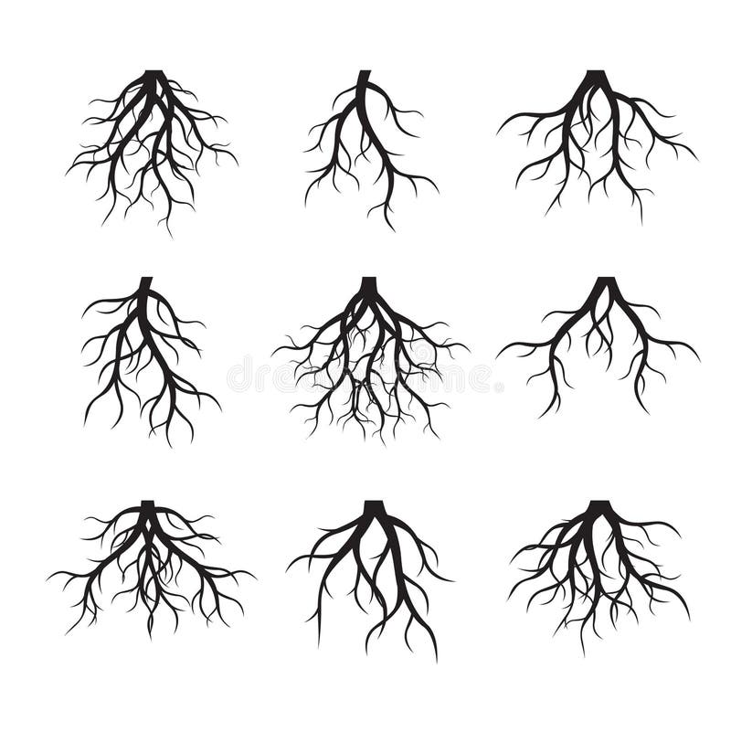 Set of Black Roots. Vector Illustration. Stock Vector - Illustration of ...