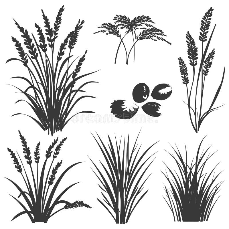 Wild Rice Grass Stock Illustrations – 432 Wild Rice Grass Stock ...