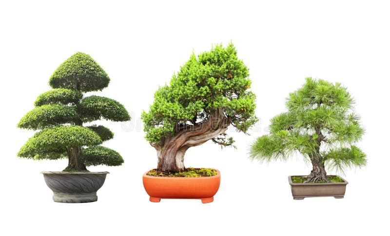 Collection of Bonsai Tree. Set of Bonsai of Different Shapes in Clay ...
