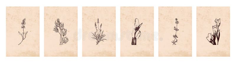 Collection of 6 Botanical Illustrations. Line Art of Plants, Drawing ...