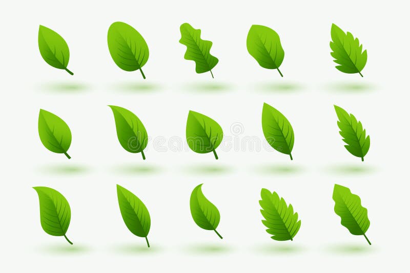 Collection of Botanical Natural Leaves Element Design Stock Vector ...