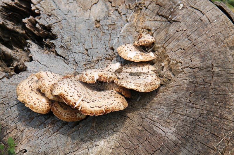 Collection of Bracket Fungus. Stock Image - Image of soil, wood: 291046871