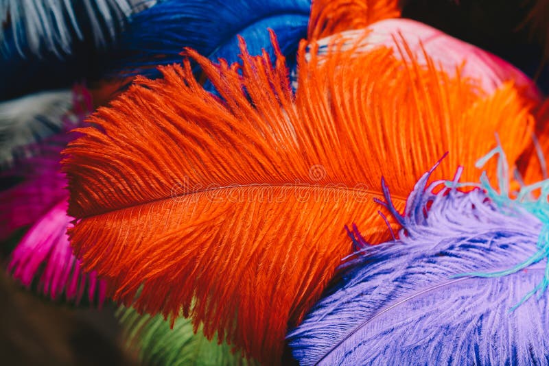 Collection of Bright Colored Feathers on White Background Stock Photo ...