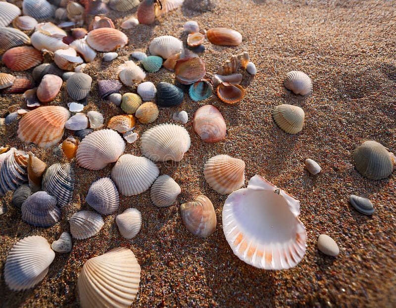 A Collection of Broken Seashells Sprawled Across Coarse Sand and Tiny ...