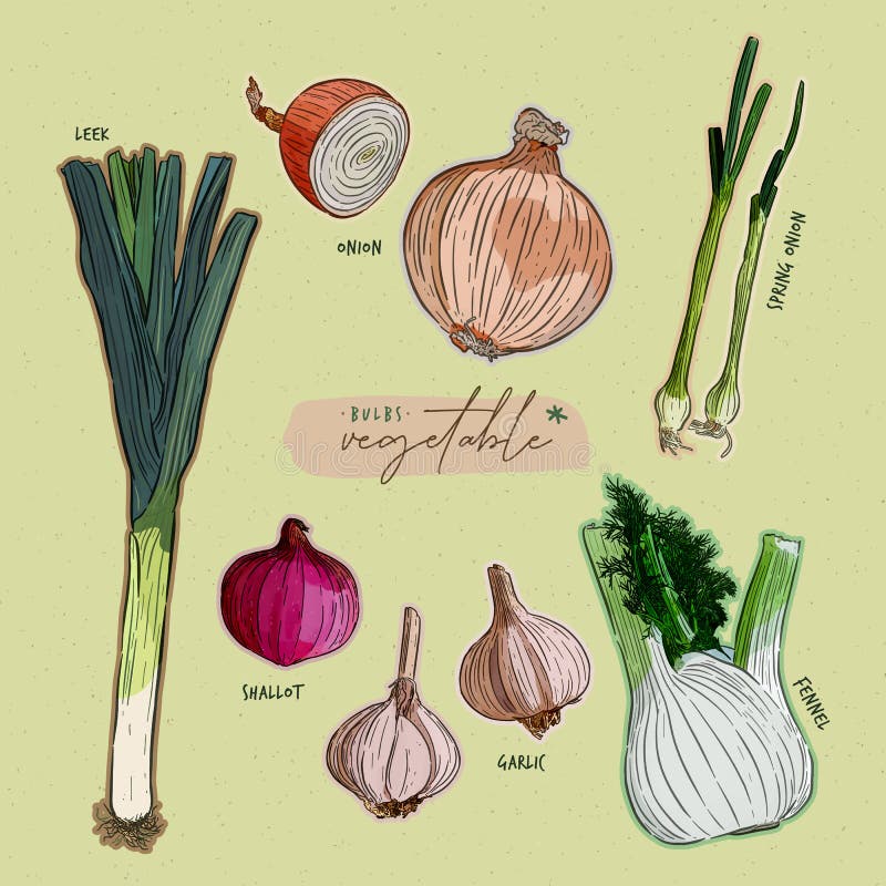 Collection of Bulb Vegetables. Hand Draw Sketch Vector Stock Vector ...