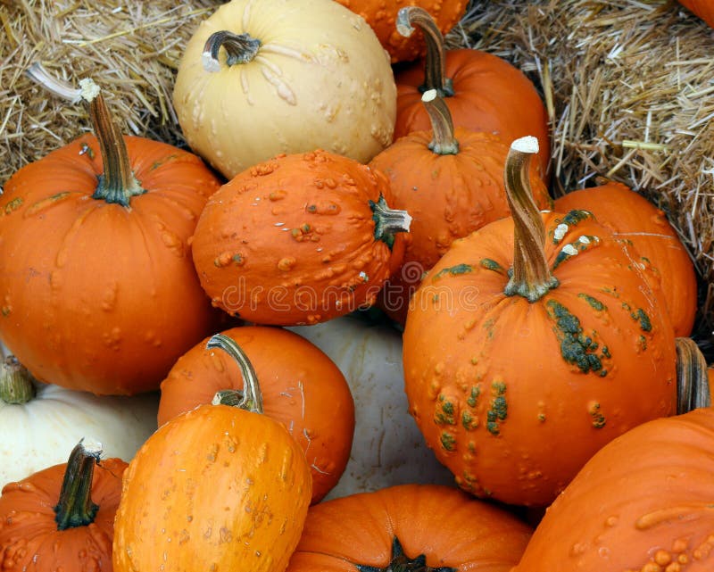 Bumpy pumpkins in the dark stock image. Image of bumpy - 61018875