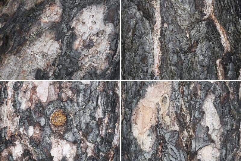 Collection of Burnt Pine Wood Stock Photo - Image of pinaceae, plantae ...