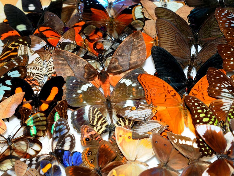 Collection of butterflies stock photo. Image of colours - 16153332