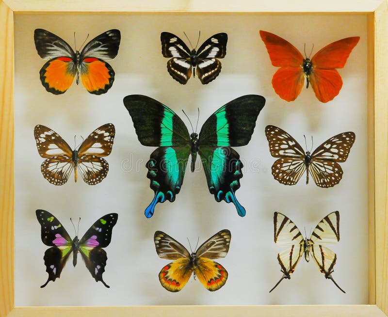 Pinned Butterflies in a Box. Natural History Stock Image - Image of ...