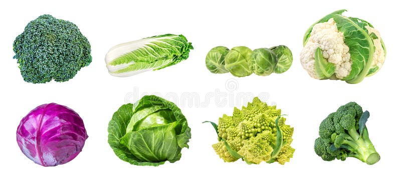 Collection Cabbages Isolated on a White Stock Photo - Image of ripe ...