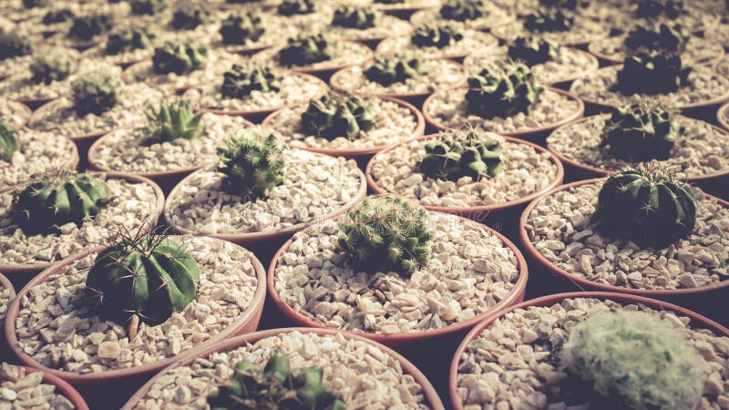 Collection of Cactus Family. Stock Image - Image of cacti, shape: 63484197