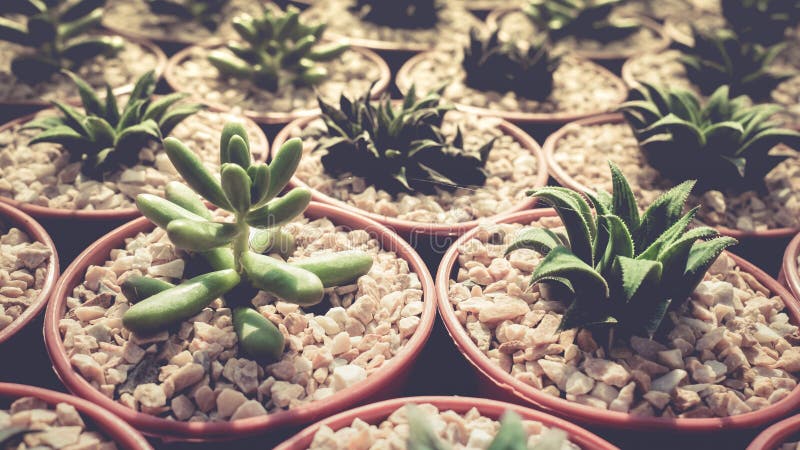 Collection of Cactus Family. Stock Image - Image of collection, element ...