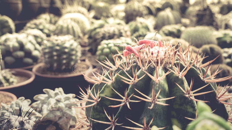Collection of Cactus Family. Stock Photo - Image of flora, element ...