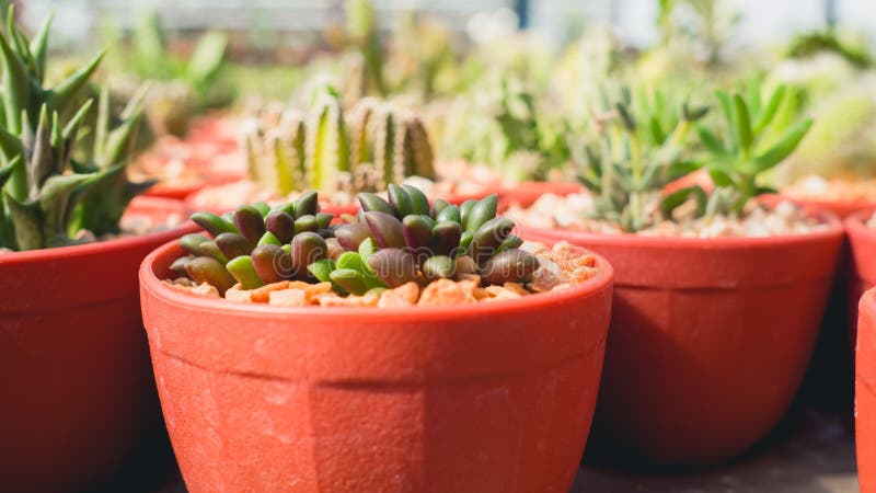 Collection of Cactus Family. Stock Image - Image of botanical, mexico ...