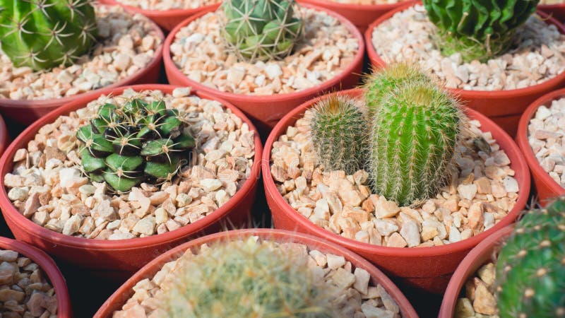 Collection of Cactus Family. Stock Image - Image of garden, succulent ...