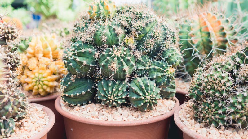 Collection of Cactus Family. Stock Photo - Image of design, nature ...