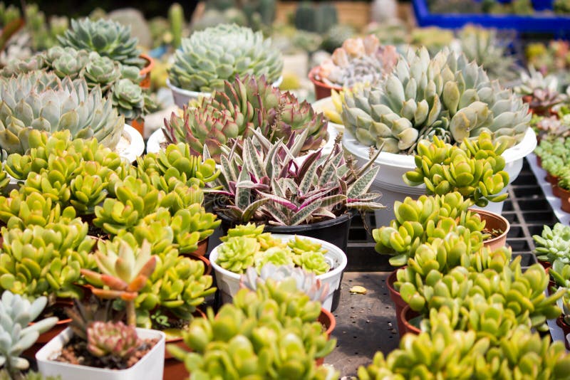 A Collection of Cactuses in a Cactus Garden Stock Image - Image of ...