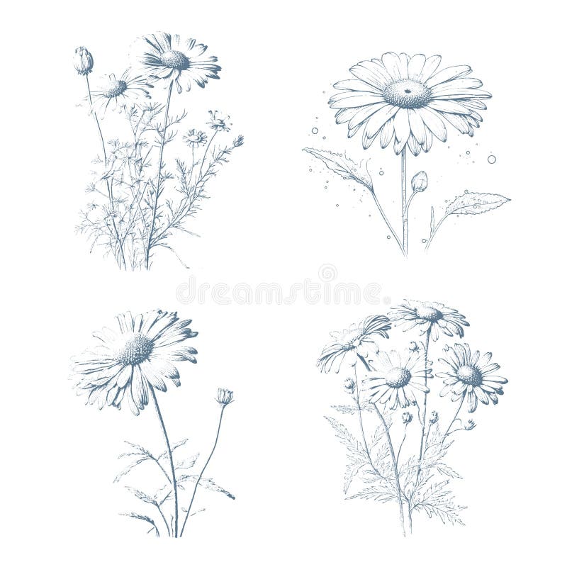 Collection Of Camomile Leaves Seeds And Flowers Cosmetic And Medical Plant Vector Hand Drawn