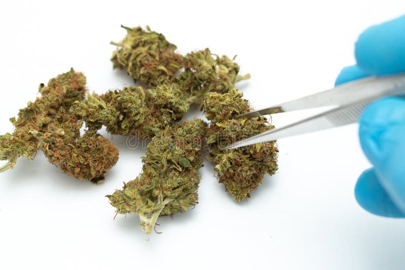Collection of a Cannabis Sample with Tweezers on a Laboratory Stock ...