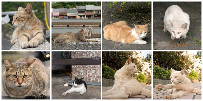 Collection of cats stock image. Image of scene, animal - 45209895