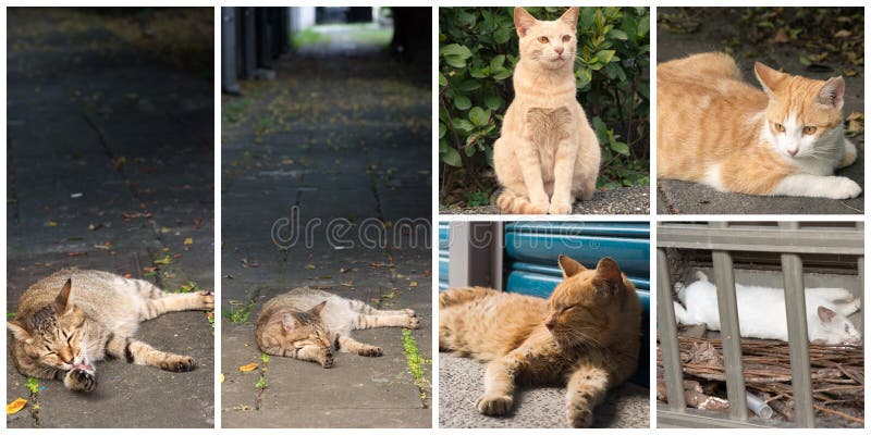 Collection of cats stock image. Image of funny, lifestyle - 45446345
