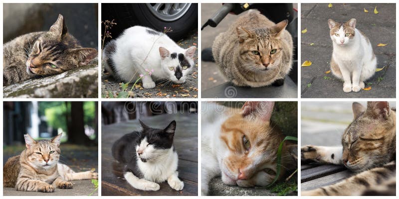 Collection of cats stock photo. Image of collection, ease - 45446406