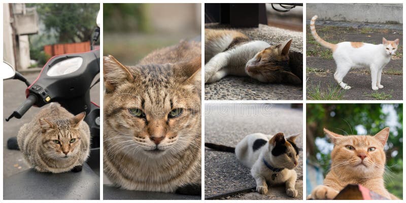 Collection of cats stock image. Image of animal, feline - 45446485