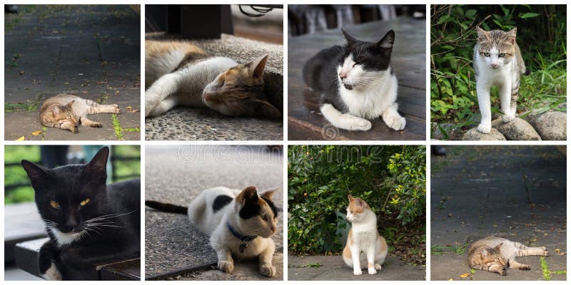 Collection of cats stock photo. Image of lifestyle, animal - 45446660