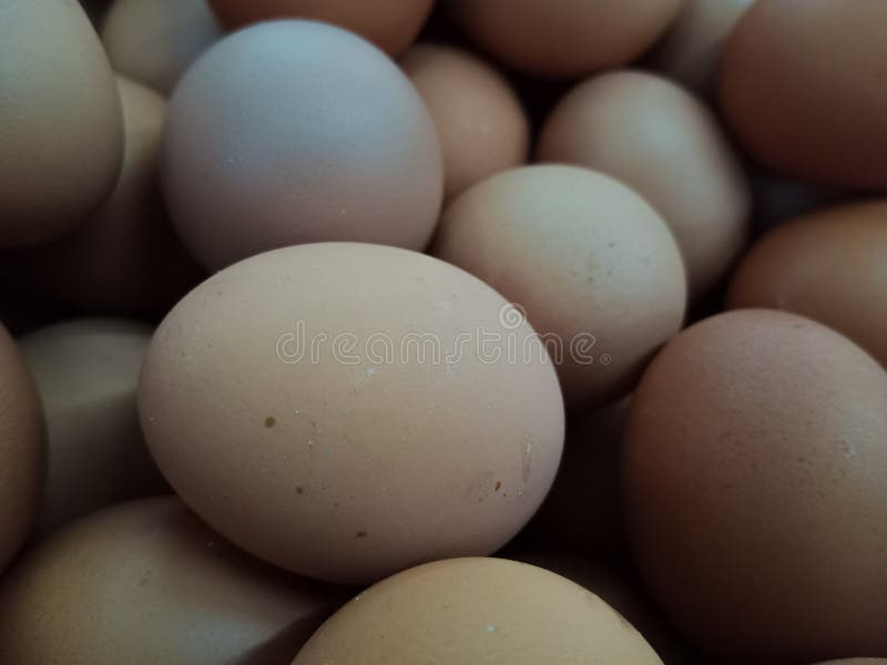 Collection of Chicken Eggs, Egg Prices Fluctuate Stock Photo - Image of ...