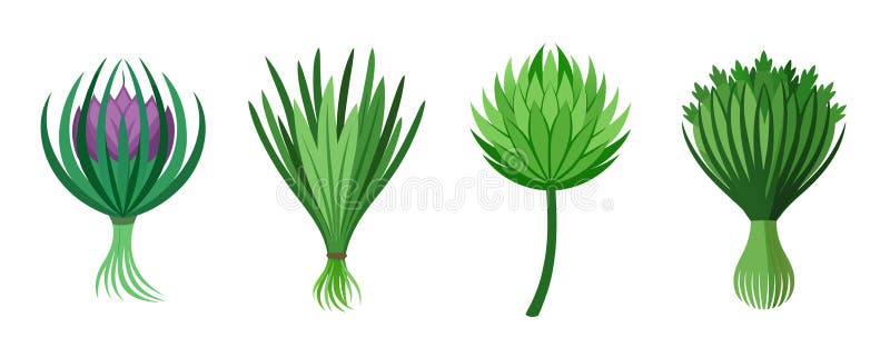 Collection of Chives Vector Illustration on Transparent Background ...