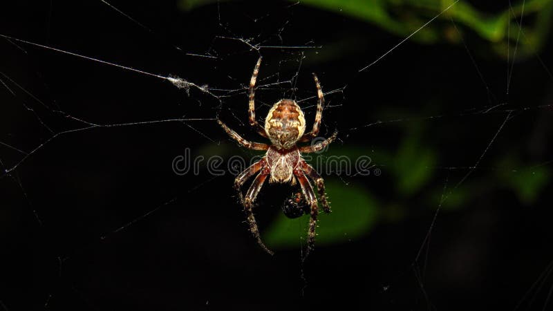 Spiderweb Set Isolated Black Transparent Background Stock Photos - Free ... Spiderweb Set Isolated Black Transparent Background Stock Photos - Free ...