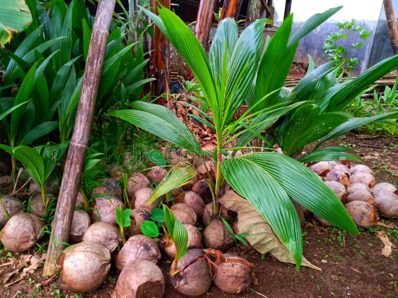 Collection Coconut Tree Seeds Ready Planted Stock Photos - Free ...