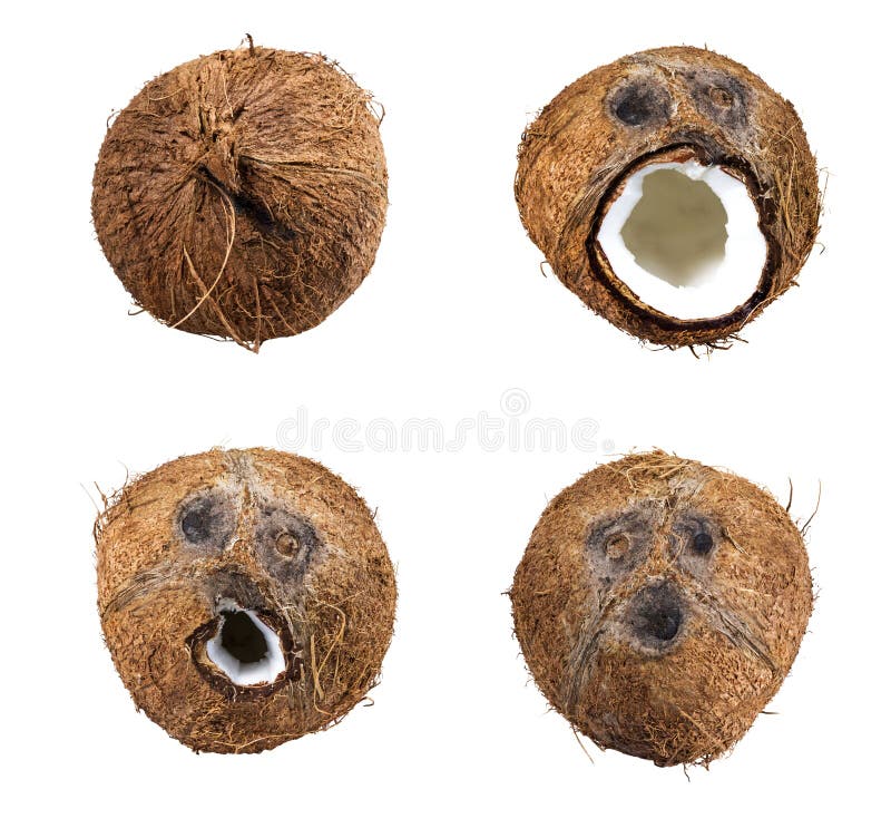 Collection of Coconuts Set Isolated on White Stock Image - Image of ...