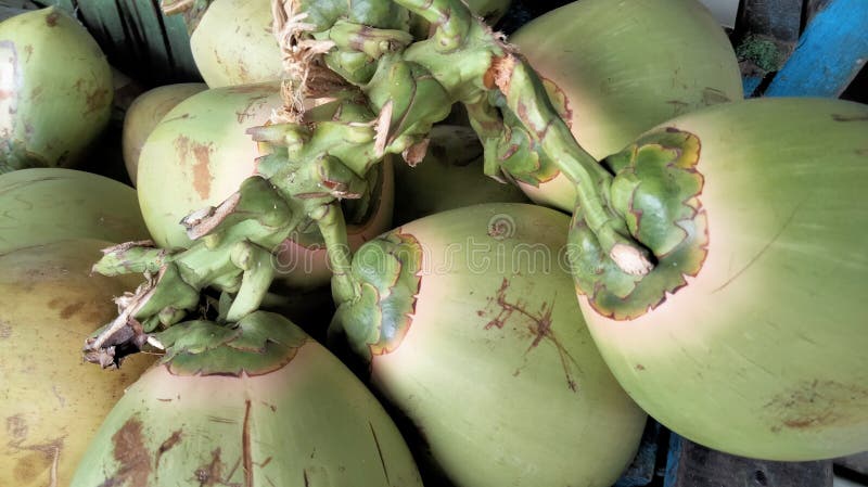 A Collection of Coconuts that Will Be Made into Coconut Ice for Sale ...