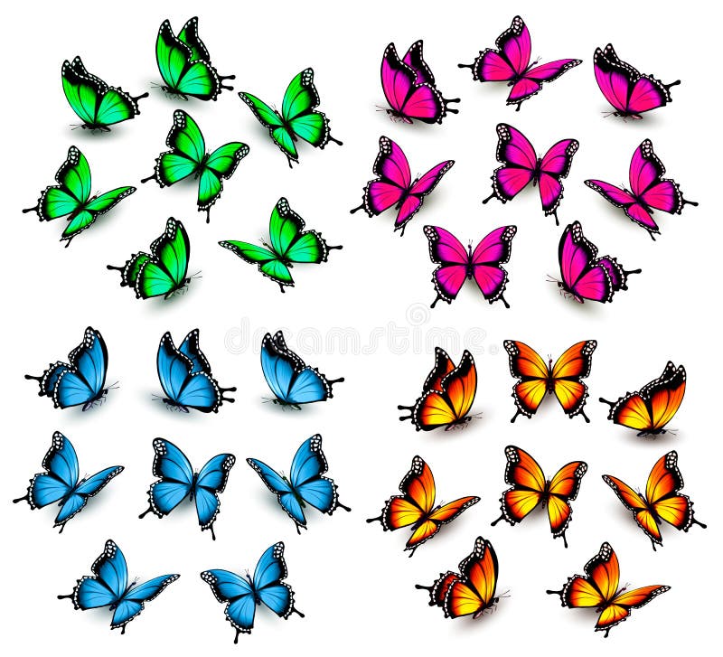 Collection of Color Butterflies. Stock Vector - Illustration of ...
