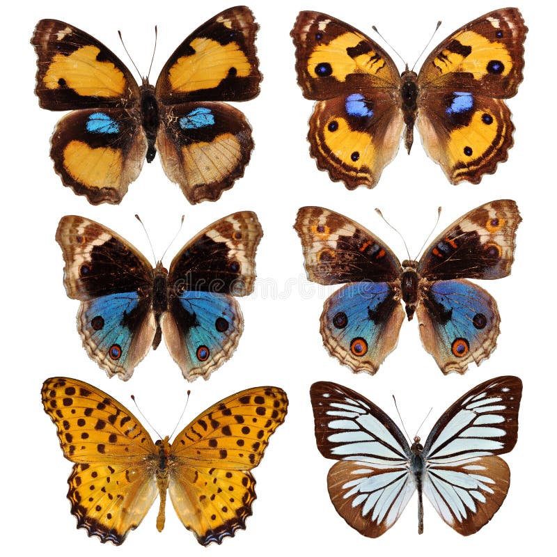 Collection Of Colored Butterflies Royalty Free Stock Photos - Image ...