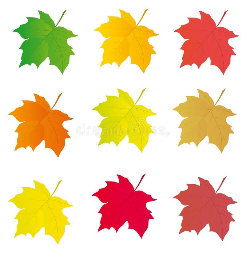 Collection of Colored Leaves To the Design Stock Vector - Illustration ...